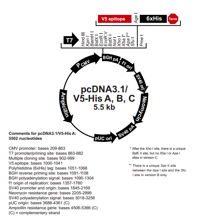 pcDNA3.1/V5-His B载体信息/pcDNA3.1/V5-His B质粒图谱/pcDNA3.1/V5-His B序列 » 爱科博生物